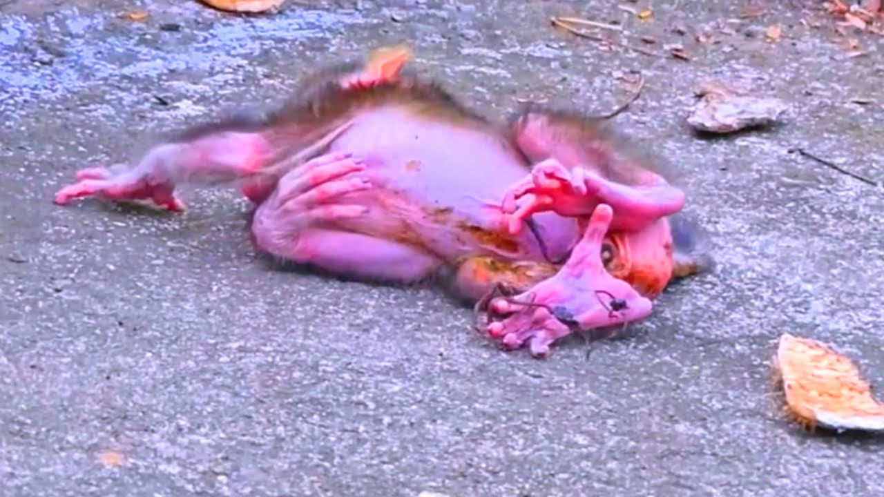 Amazing Video of the poorrest newborn monkey babies with a cute tiny baby monkey and mommy