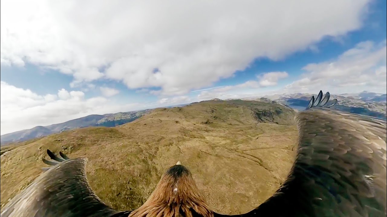 Just How Good is Eagle Vision? | Natural World: Super Powered Eagles | BBC Earth