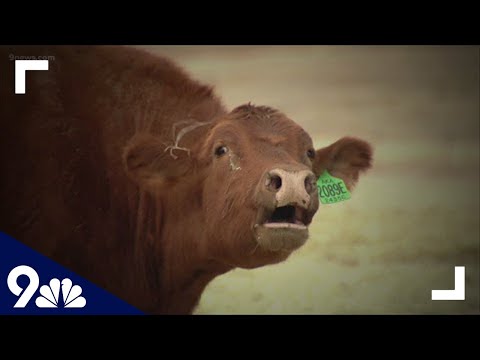 Incoming storm tough for ranchers in eastern Colorado in the middle of calving season