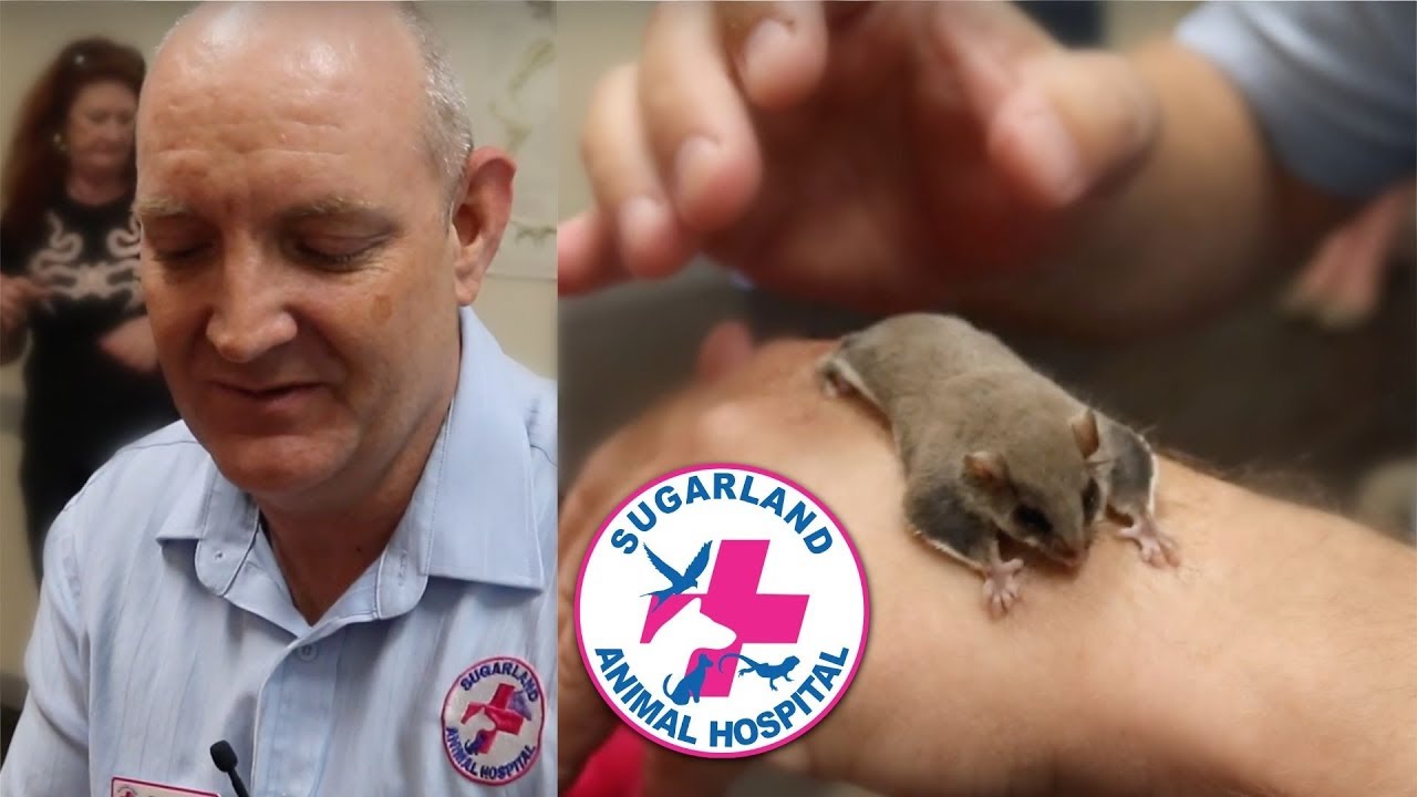 ABANDONED FEATHERTAIL GLIDER