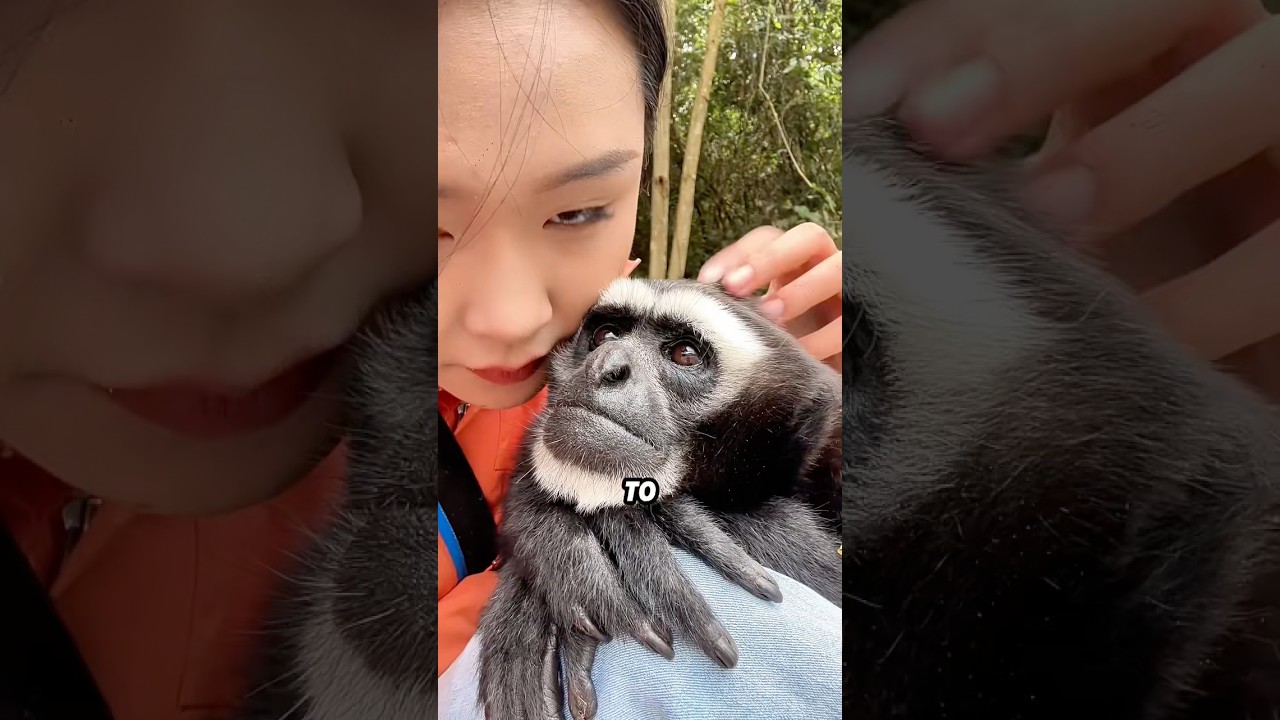 XL  Gibbon Isn't a Monkey, It Wants Hugs! 🐒💚#animals #funny #cute #shortfeed #monkey