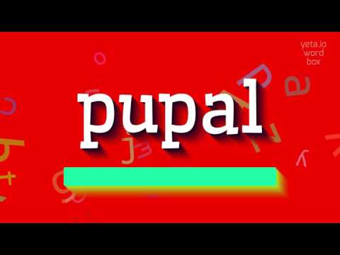 How to say "pupal"! (High Quality Voices)