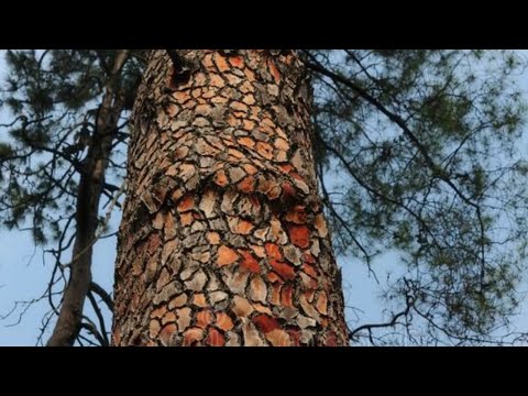 Maritime Pine Bark Extract (MPBE) Enhances Neuroplasticity