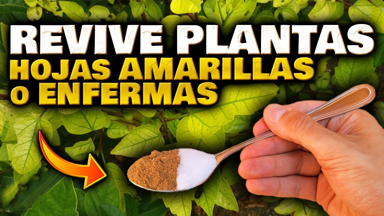 Revive your plants in hours! Save and cure yellow or wilted leaves | Organic homemade fertilizer