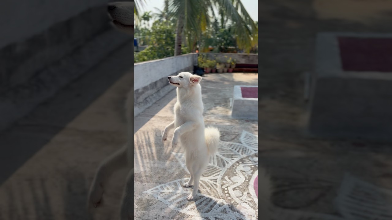 Doggy Ka Cute Reaction 🐶😂”#dog #shorts #dogvideos
