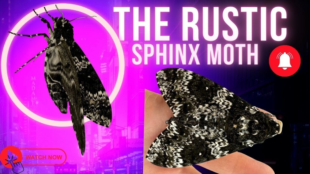 Manduca Rustica, the Rustic Sphinx Moth