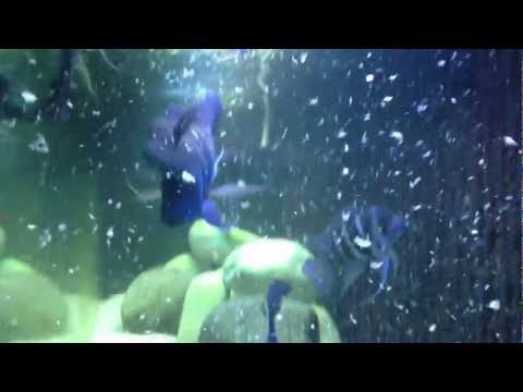 Etetés | Frontosa Blog