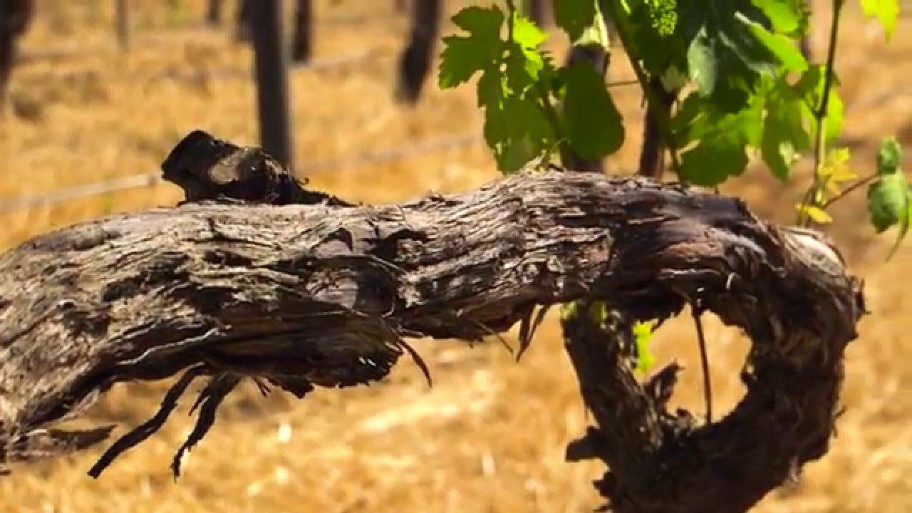 Eutypa dieback | Wine Australia