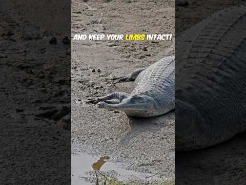 Gharial crocodiles are dangerous: don’t suck stay safe #facts #crocodile #shorts #animals