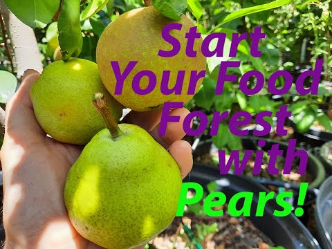 Growing Pears and Asian Pears in the Desert for Fruit and Shade! Tier 1 Start your food forest here!