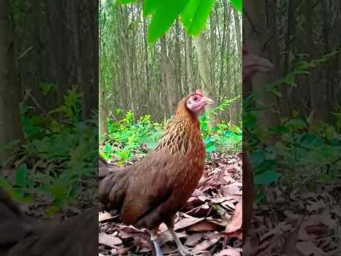 nice sound to attract female jungle fowl