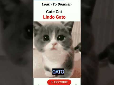 Cute cat name in Spanish language