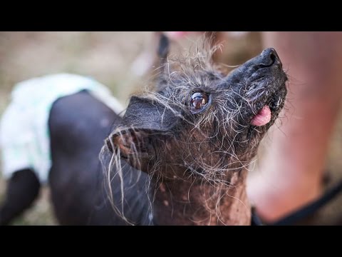World's Ugliest Dog 2015 | 15 Minute Fun