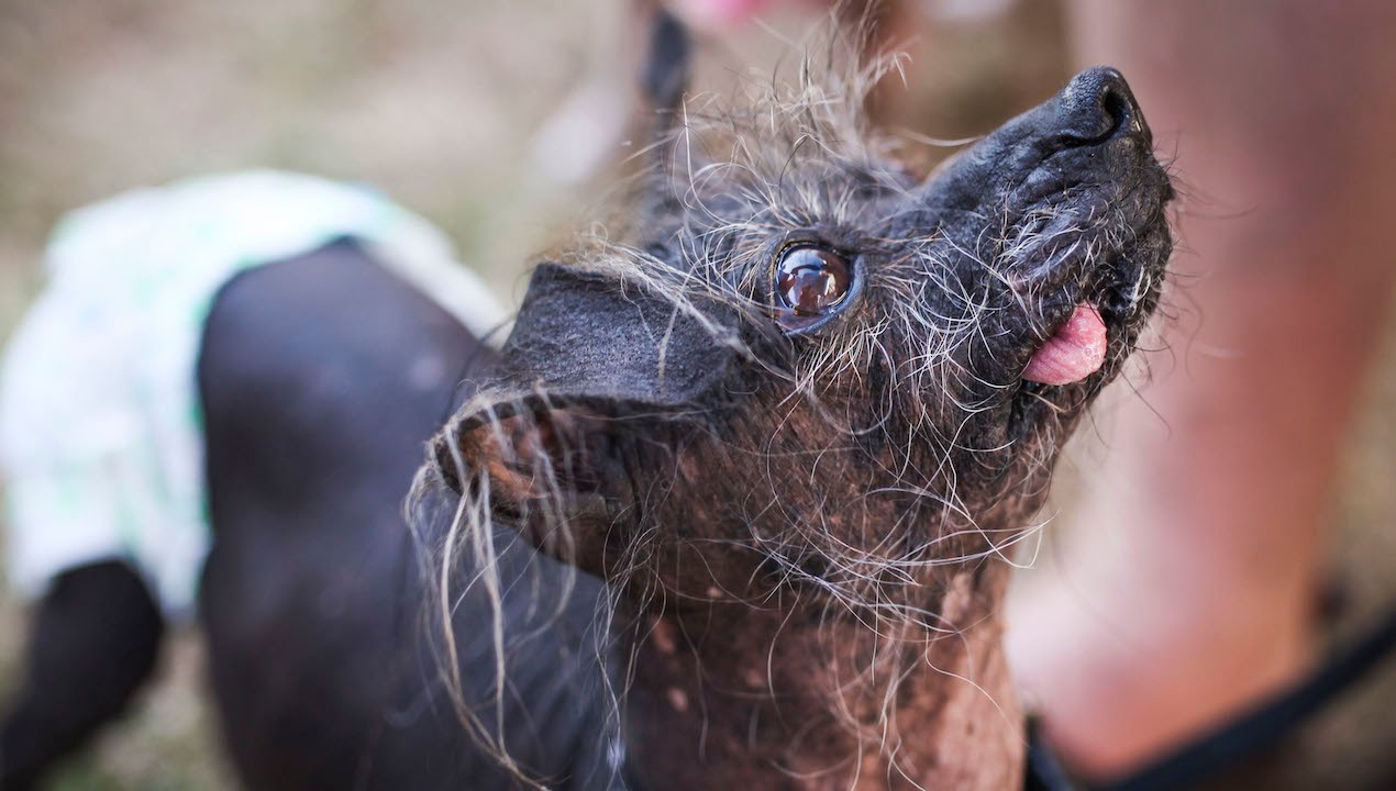 Looking Ruff: World's Ugliest Dog Contest