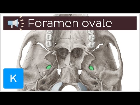 Foramen ovale | Anatomical Terms Pronunciation by Kenhub