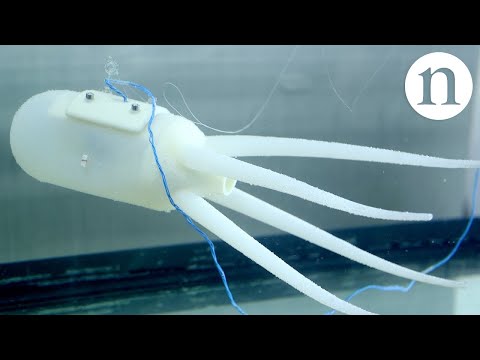 Octopuses Provide the Inspiration for a New Fleet of 'Soft Robots'