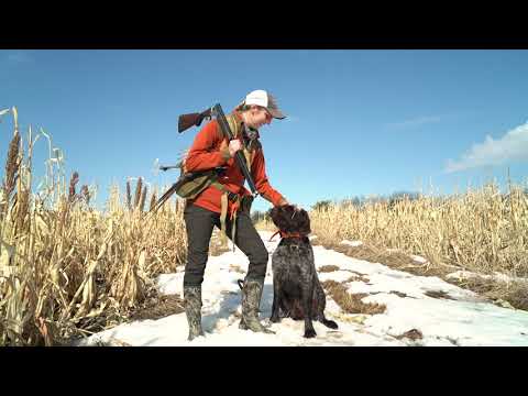 Bird Dogs For Habitat - What's Your Favorite Breed?