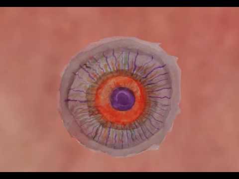 Brain Awareness Video Contest: A Journey Through the Visual System