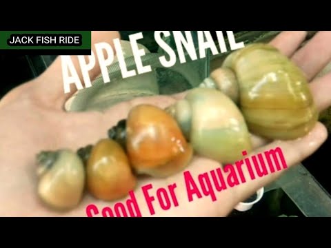 APPLE SNAIL /MYSTERY SNAIL.. HOW TO TAKE CARE AND BASIC KNOWLEDGE.. Tagalog