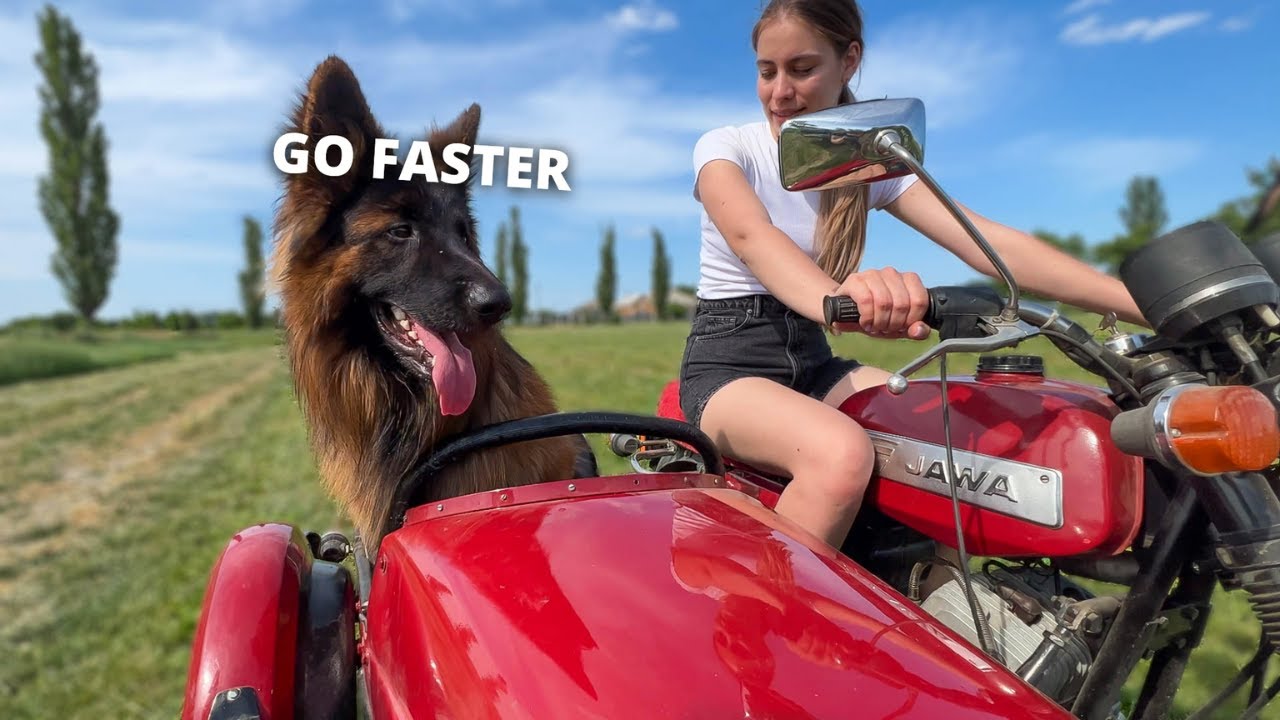 My Dogs BEST Reactions l Funny Dog Videos #3