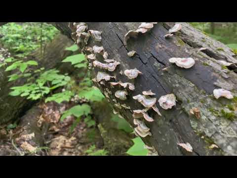 Vibrant Moss | Nature Walk | Relaxing Lo-Fi | 4K