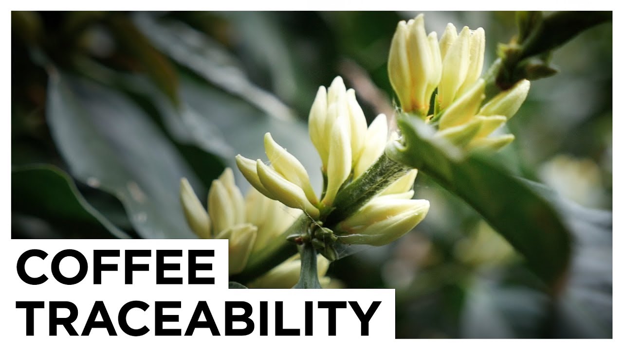 Why Is Traceability Important in Specialty Coffee | European Coffee Trip x DRWakefield