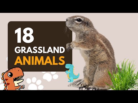 18 Grassland Animal Names for Kids to Learn - Educational Video