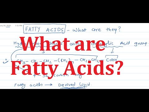 3. Fatty Acids: What are they?