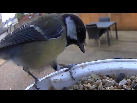 A great tit then a coal tit bird on the feeder, shows the similarities, but also size difference