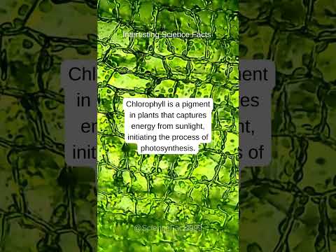 What is the role of chlorophyll in plants?