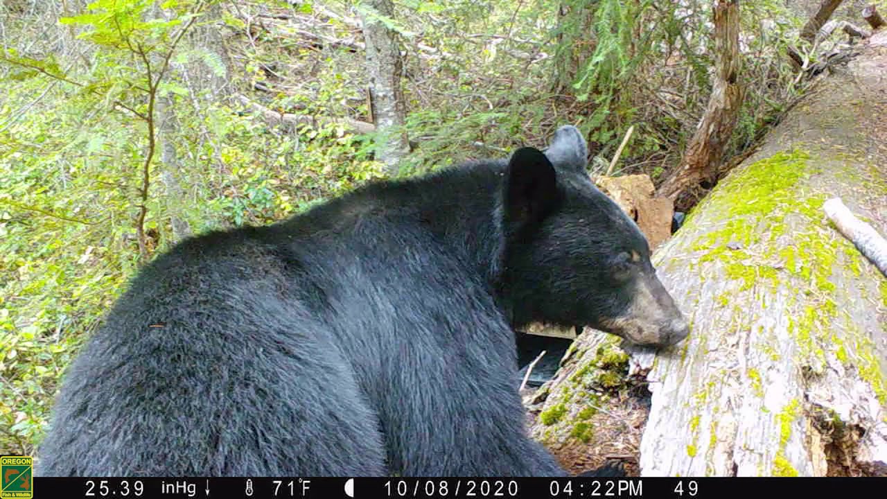 Researching fisher and a black bear shows up