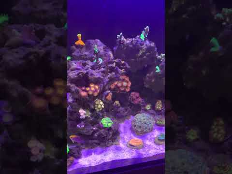 Red Sea Max E 170 2 Month Update