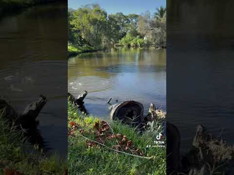 lost my pb tarpon at the end. watch till the end. @justin_menendez #shimanostradic #florida