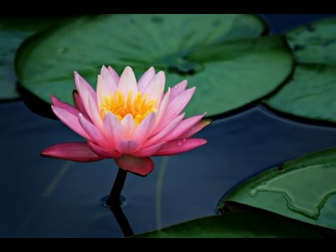 Secret Symbolism of the Lotus Flower: You are The Lotus Flower. Overcome.