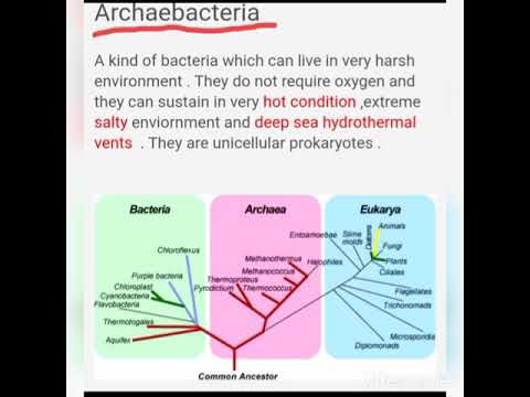 3 Domains of life -Archaebacteria