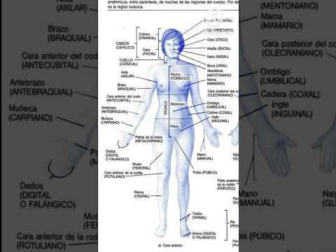 Girl body full word meaning and body name