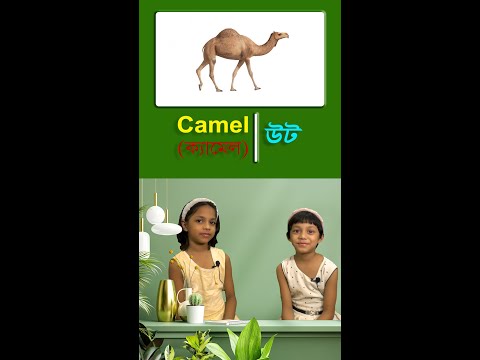 Camel | Words Starting with C | Words For Kids | বাচ্চাদের ইংরেজি শেখা | Muntaha_Anisha | #shorts