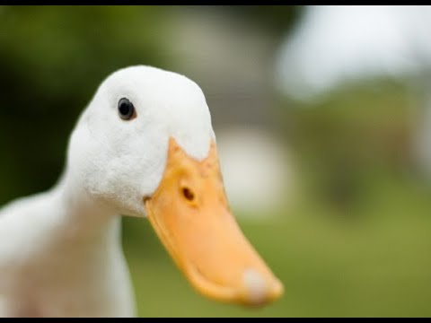 Weird facts about Ducks you probably didn't know