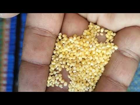 Organic Millet - Wholesale Price & Mandi Rate for Organic Little Millet