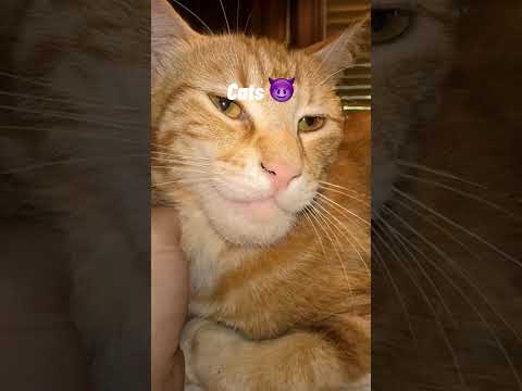 Chad DOG vs SIGMA CAT πΏπ₯π