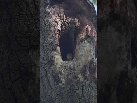 Be Like a Wood Duck #naturevideo #woodduck #kidslearning