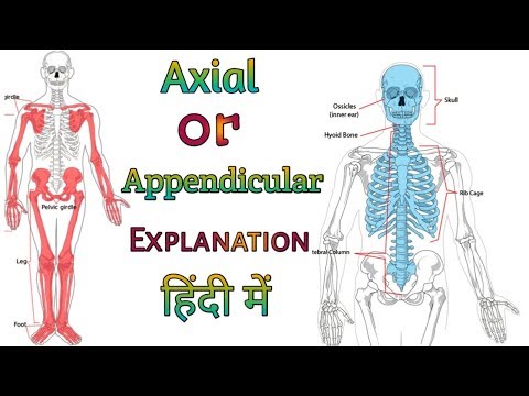 Defination of human skeleton Or Axial & Appendicular skeleton Explanation in Hindi | science talk |