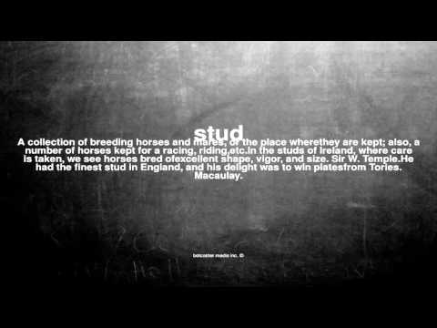 What does stud mean