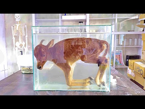 Wet Specimen Tutorial | Preserving a Large Mammal | Calf Specimen