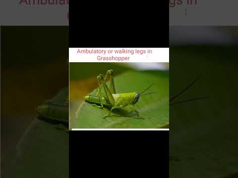 Ambulatory or walking leg in grasshopper🦗#@VirdiScience
