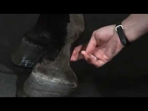 Anatomy of the Fore Limb (long)