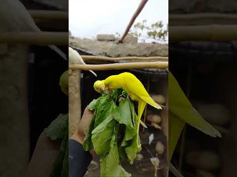 Budgies #shorts