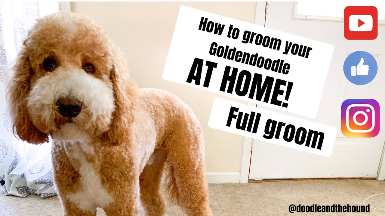 Grooming a Goldendoodle 