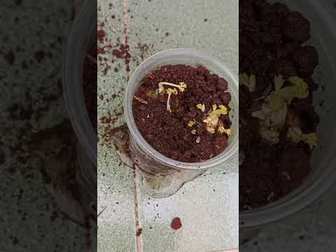 How to Grow Carrot Plants from Carrot Tops at Home