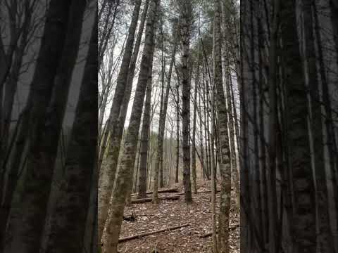 There Be Ents In Our Woods